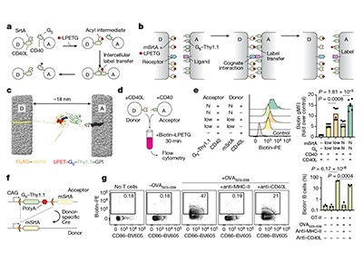 Interactions between immune cells recorded