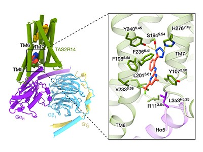A bitter taste receptor activated in a surprising way
