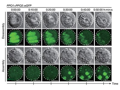 Flies use blood cells to take a deep breath