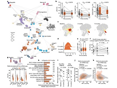 The immune system of trans men reveals how hormones shape immunity