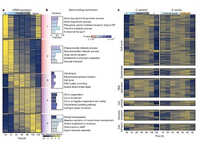 Clues to the origin of embryonic development in animals