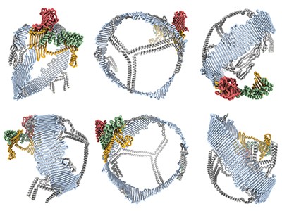 The structure of bad cholesterol comes into focus