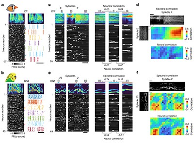 Bird brains help scientists to unveil the secrets of speech