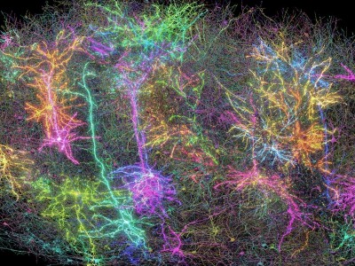 Biggest brain map ever details huge number of neurons and their activity