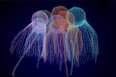 Five single-celled species that dabble in multicellularity