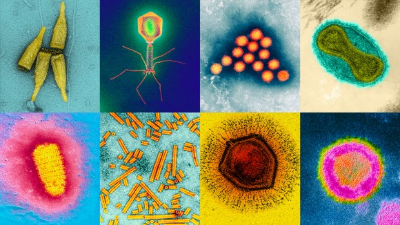 Nature News & Comment