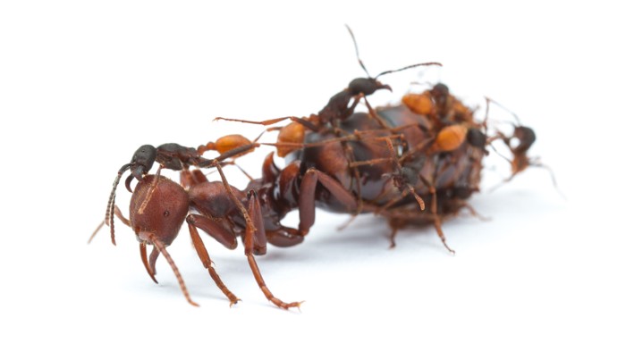 A single gene helps to enthrone an ant queen