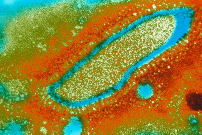 Unconventional﻿ lifestyle found in island bird : Research Highlights