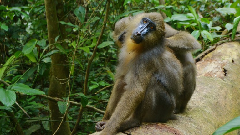 Monkeys can sniff out sickness from faeces