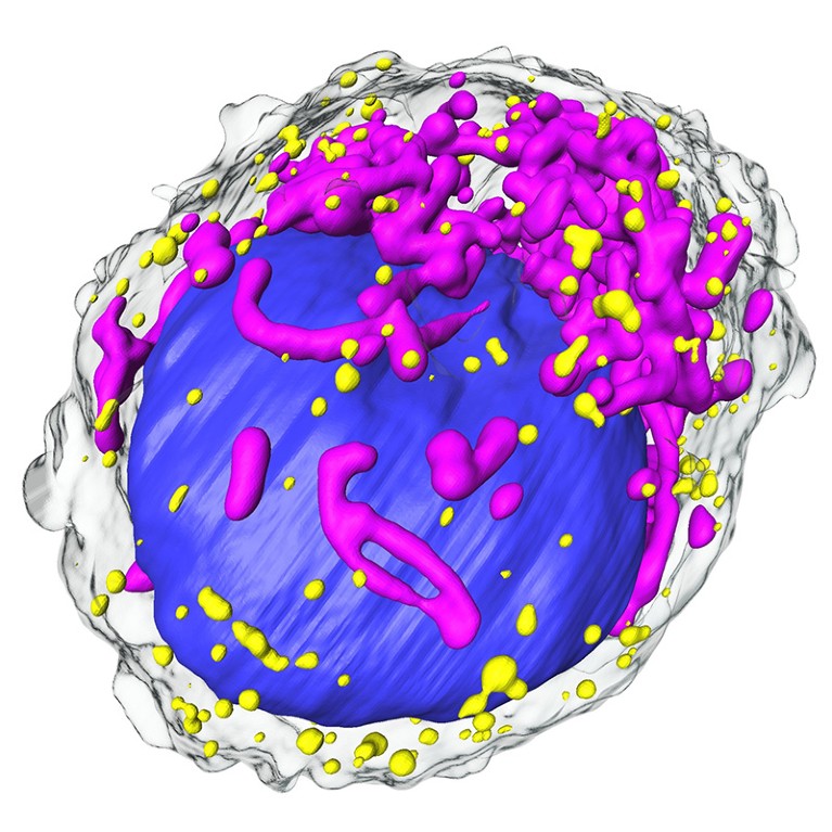 Soft X-rays capture the dance of the organelles