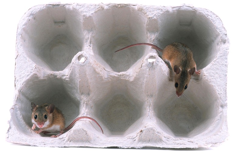 The miniature mice locked in an evolutionary battle of the sexes