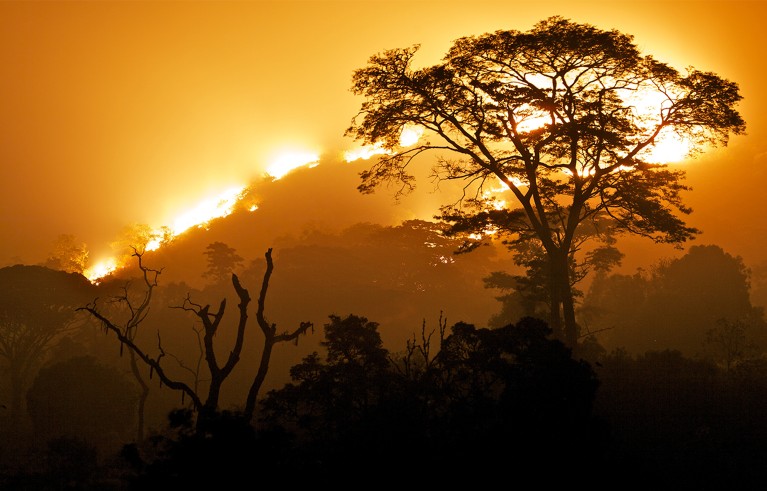 Africa’s lush tropical forests face a surprising threat: fire