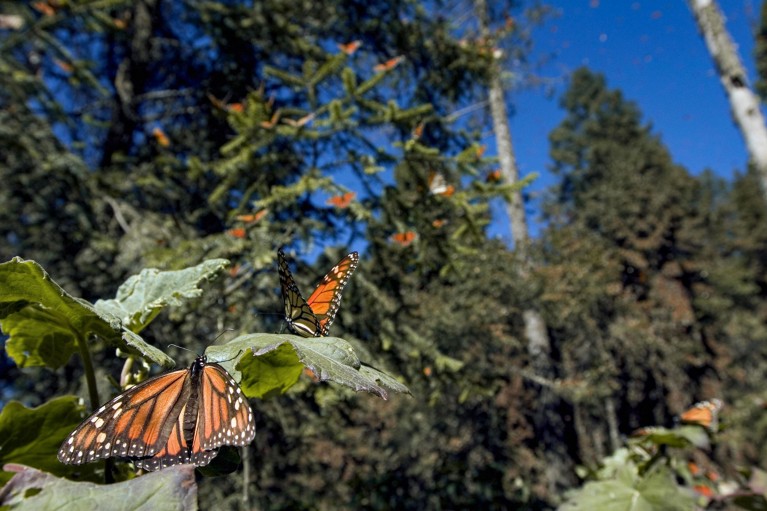 Mexican forest ‘relocated’ in attempt to save iconic monarch butterflies