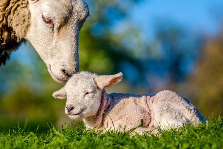 How much energy does it take to make a baby? Researchers are rethinking ...