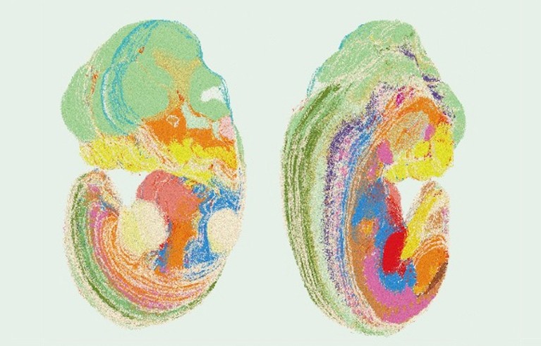 8 million cells: virtual embryo shows organs forming in exquisite detail