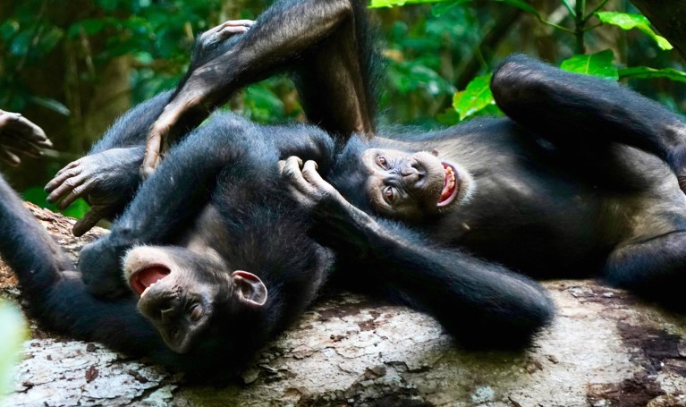 Chimps tickle and wrestle in play to pave the way for teamwork