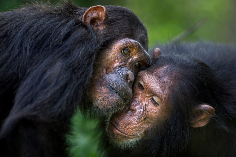 All together now: chimps engage in contagious peeing
