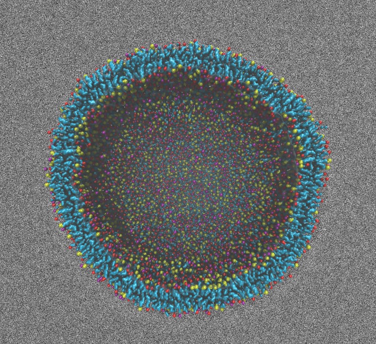 ‘Forever’ molecules arrange themselves into cell-like structures