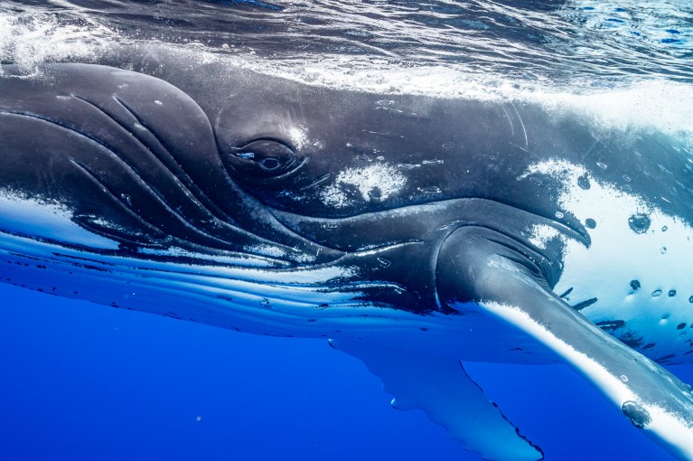 What big eyes this whale has — but not the better to see you with