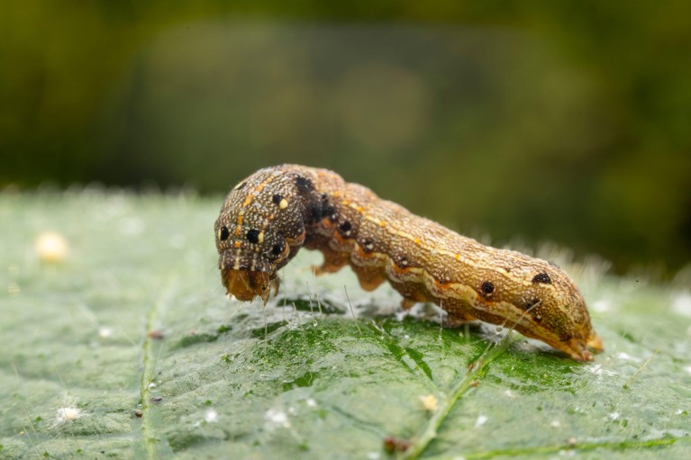 Hungry caterpillars can brew exotic molecules in their guts