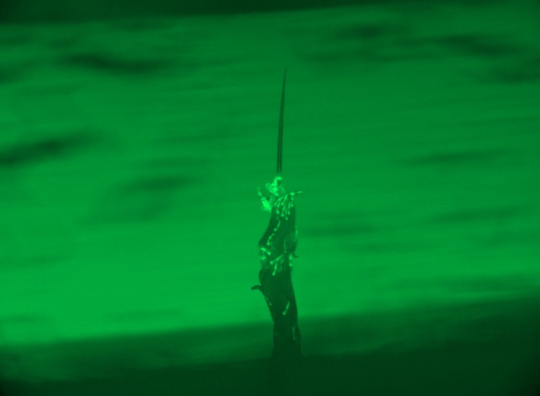 Minuscule worms form living towers to hunt for food