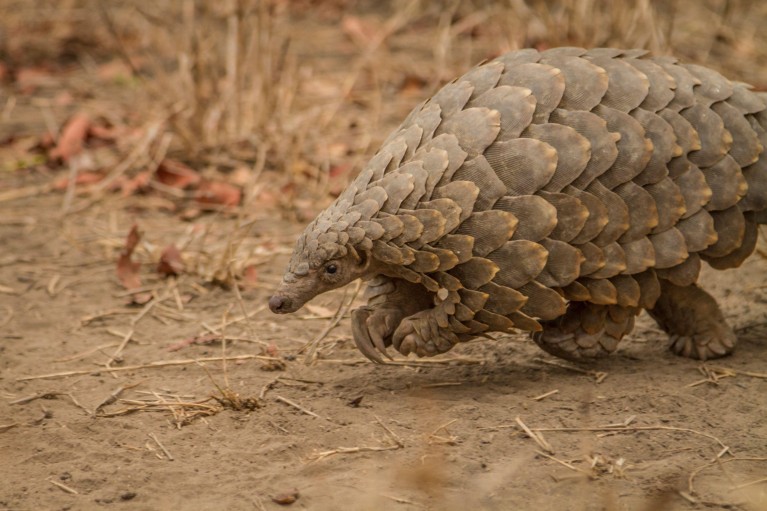 Why pangolins are poached: they’re the tastiest animal around