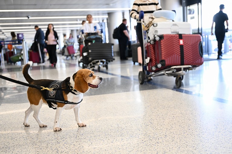 Arrests of scientists over smuggled samples add to US border anxiety ...