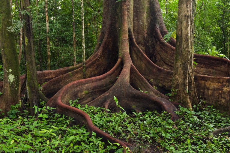 Trees of the Amazon are becoming even mightier