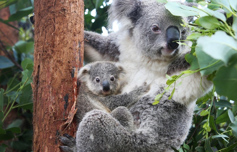 Spotting viral invaders in koala family trees