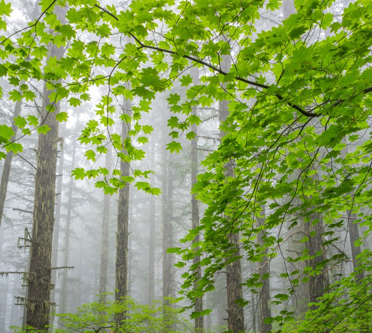 Forest pests hit trees hard as temperatures rise