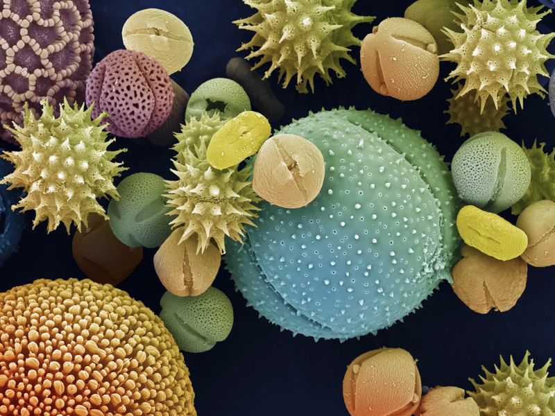 Pollen weighs in on a climate conundrum