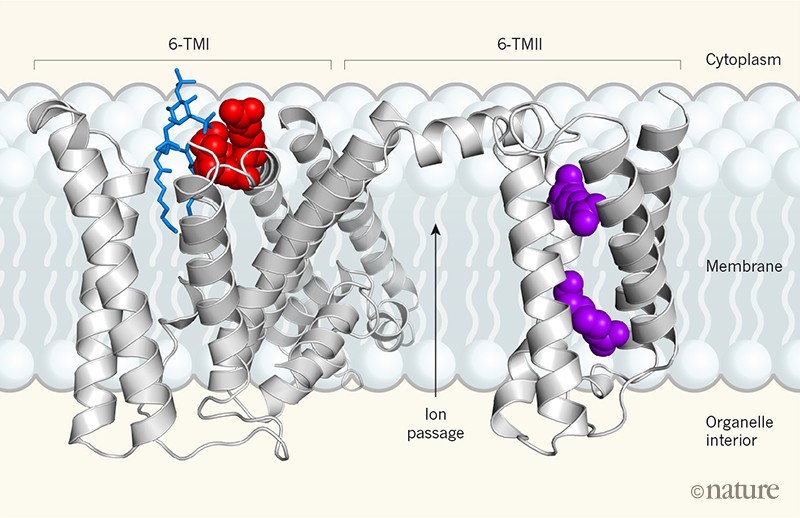 Two-pore channels open up