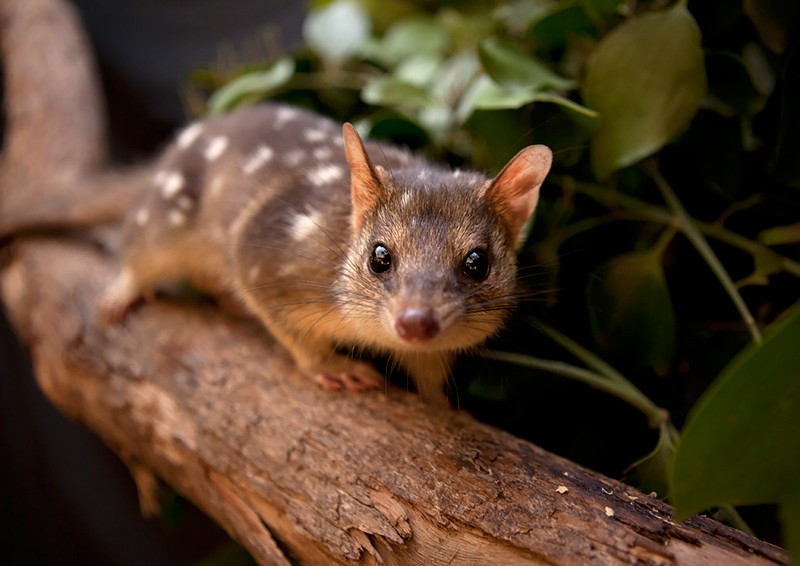 Ecologists try to speed up evolution to save Australian marsupial from ...