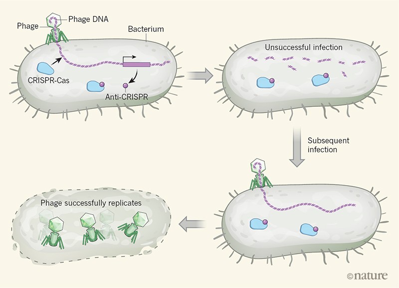 Viruses cooperate to defeat bacteria