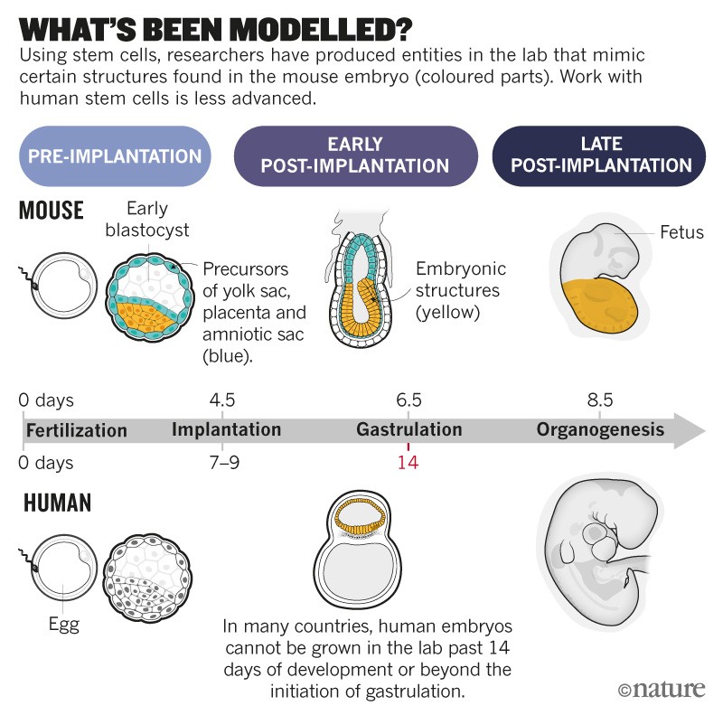 Debate ethics of embryo models from stem cells