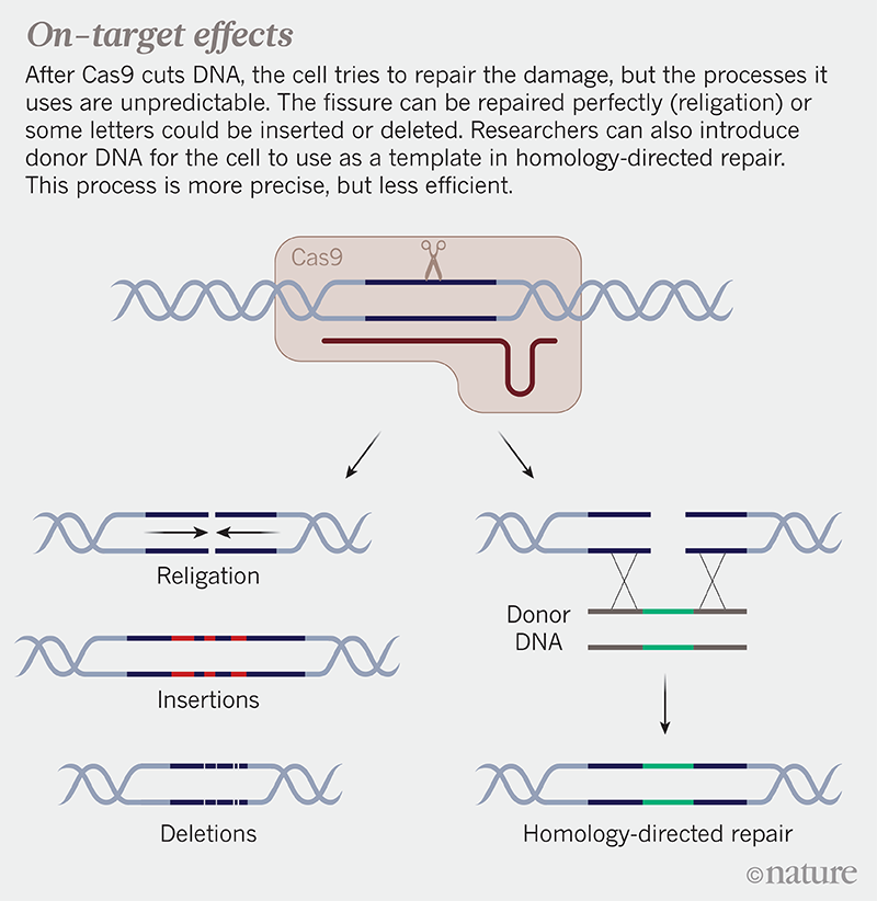 CRISPR babies: when will the world be ready?