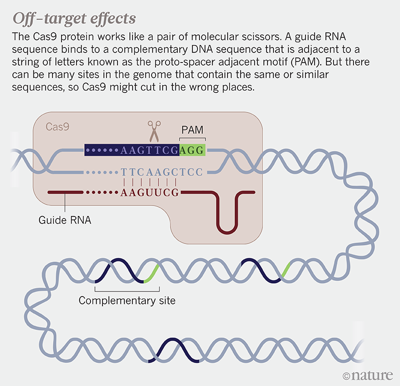 CRISPR babies: when will the world be ready?
